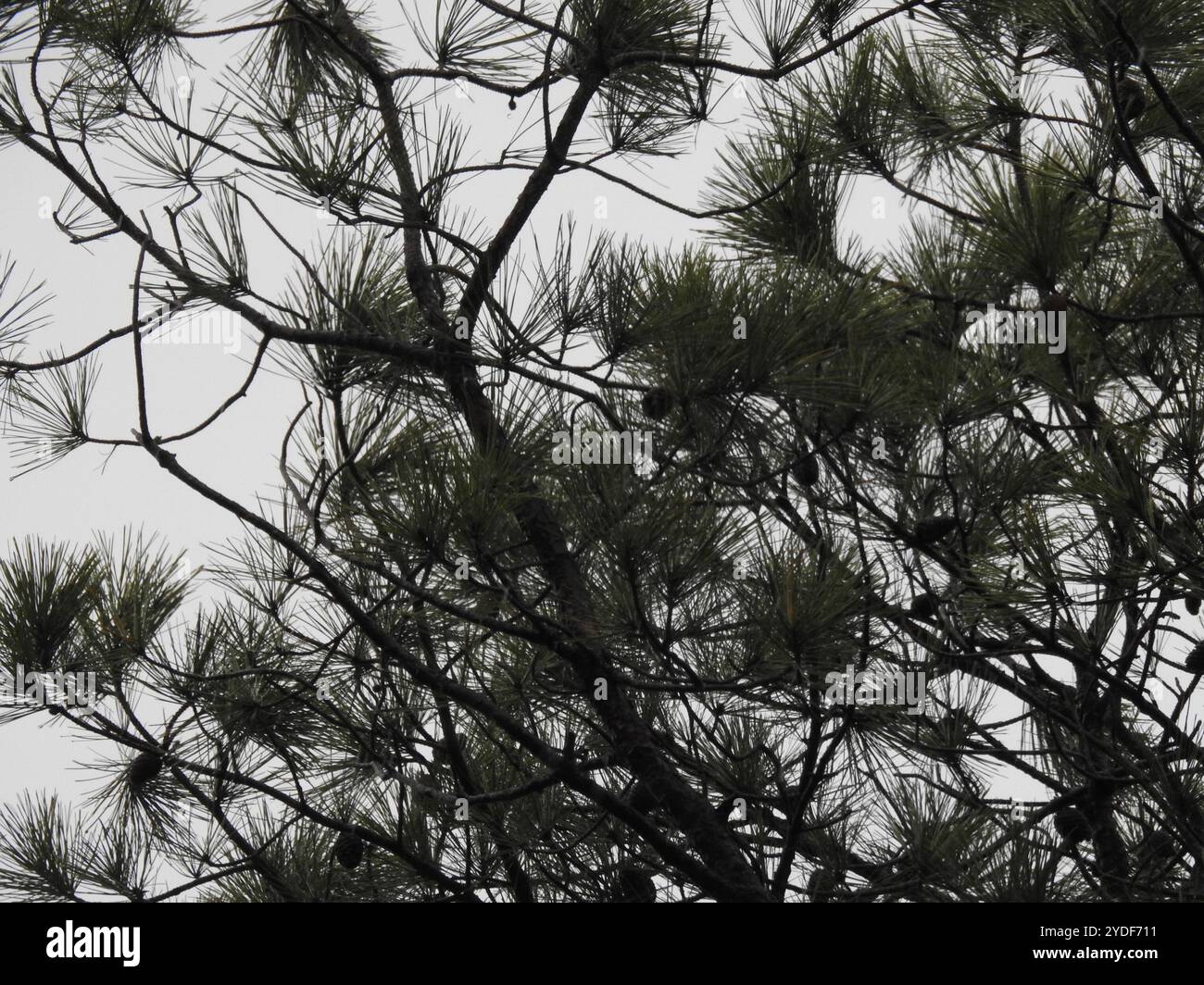 loblolly pine (Pinus taeda Stock Photo - Alamy