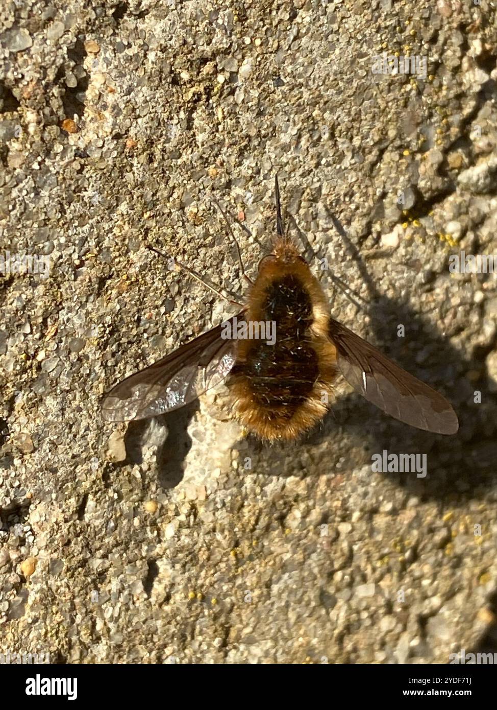 Greater Bee Fly (Bombylius major Stock Photo - Alamy