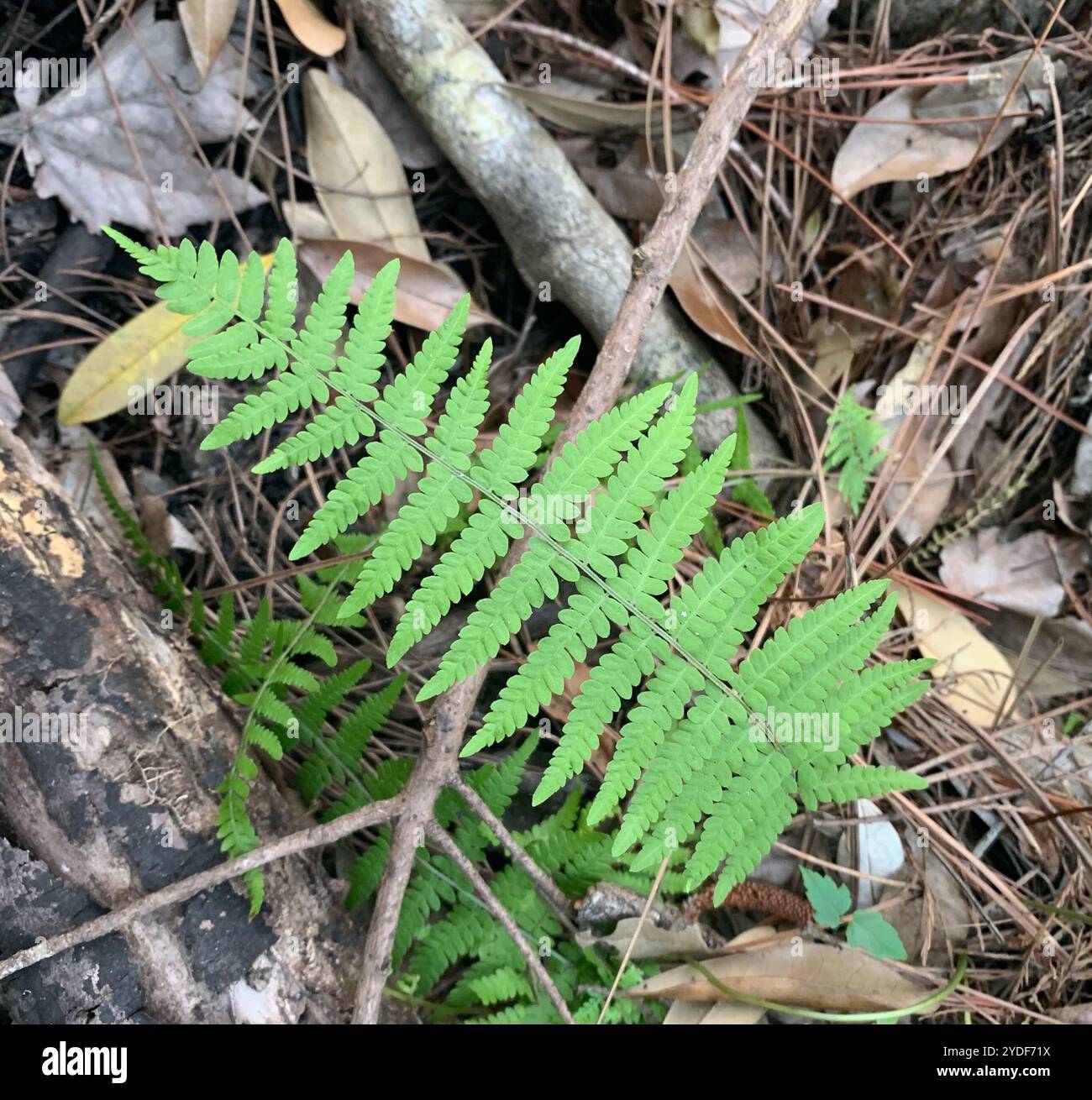 Eastern American marsh fern (Thelypteris palustris pubescens Stock ...