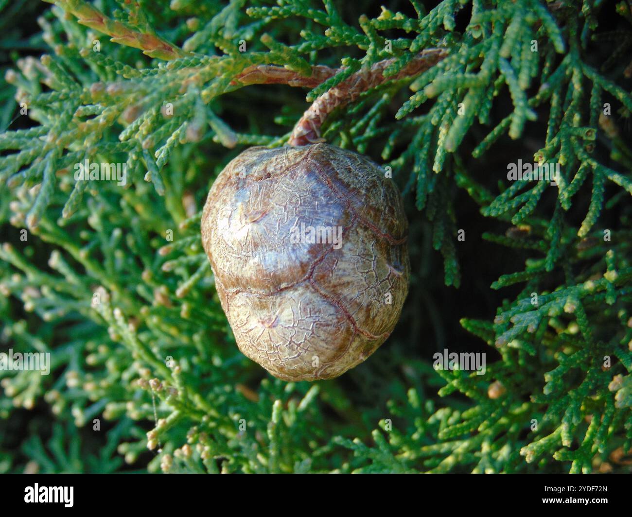 Mediterranean cypress (Cupressus sempervirens Stock Photo - Alamy