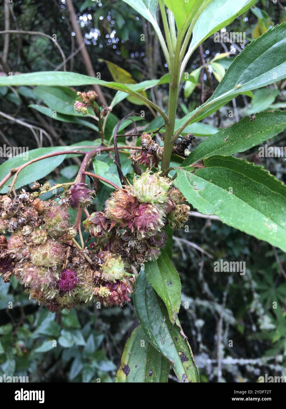 flowering plants (Angiospermae Stock Photo - Alamy