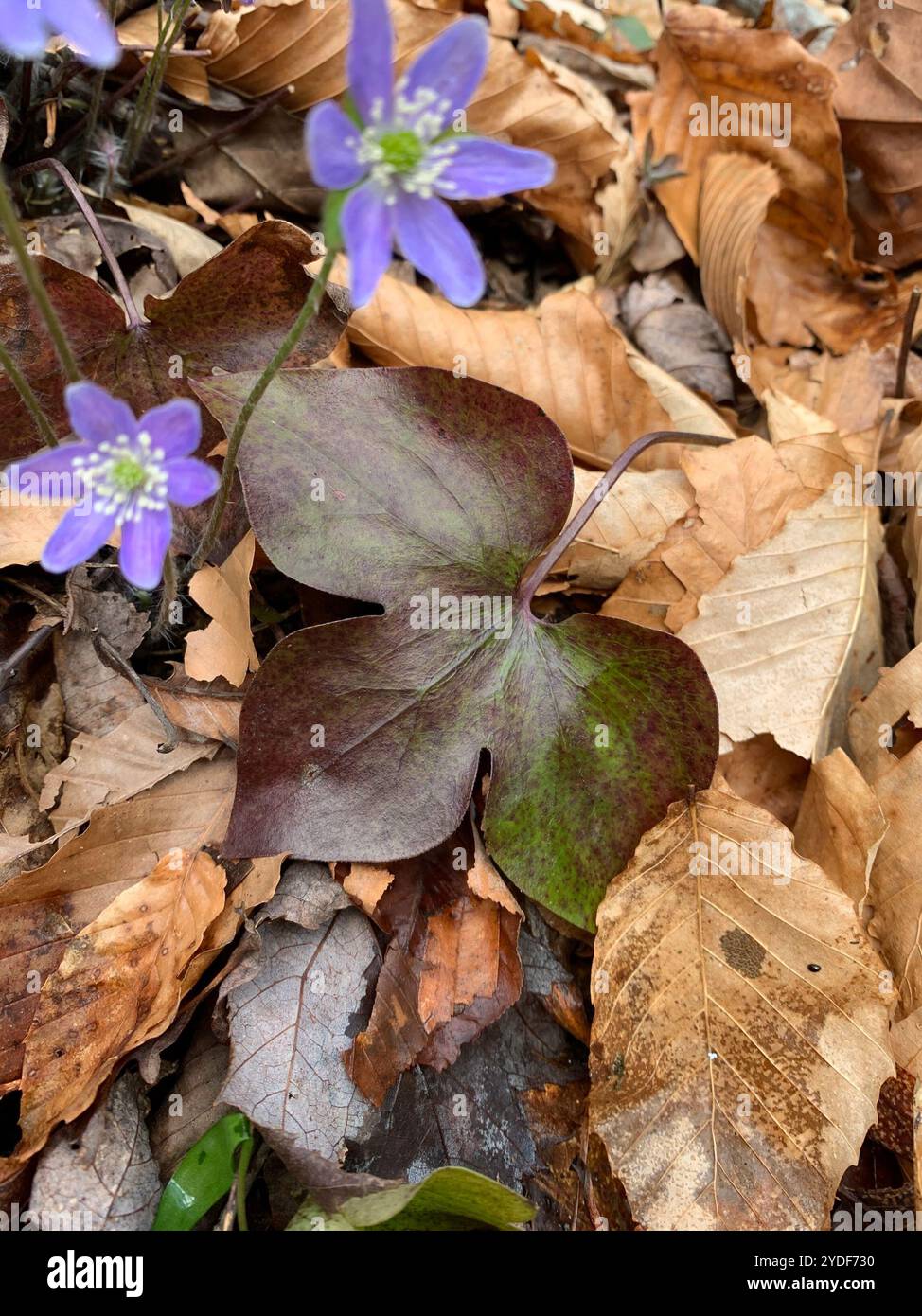 sharp-lobed hepatica (Hepatica acutiloba Stock Photo - Alamy