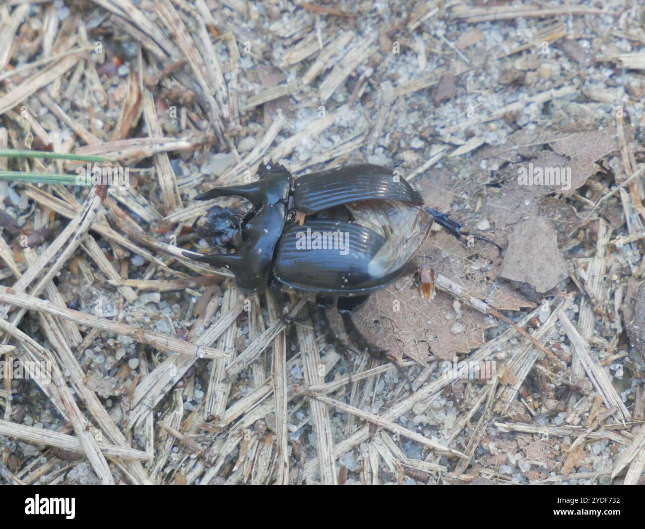 Minotaur Beetle (Typhaeus typhoeus Stock Photo - Alamy