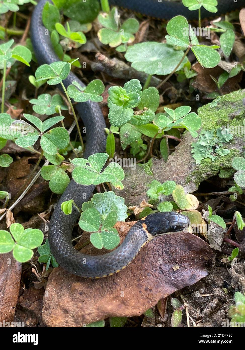 Southern Ringneck Snake (Diadophis punctatus punctatus Stock Photo - Alamy