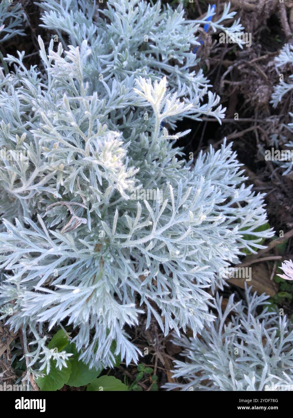 coastal sagewort (Artemisia pycnocephala Stock Photo - Alamy