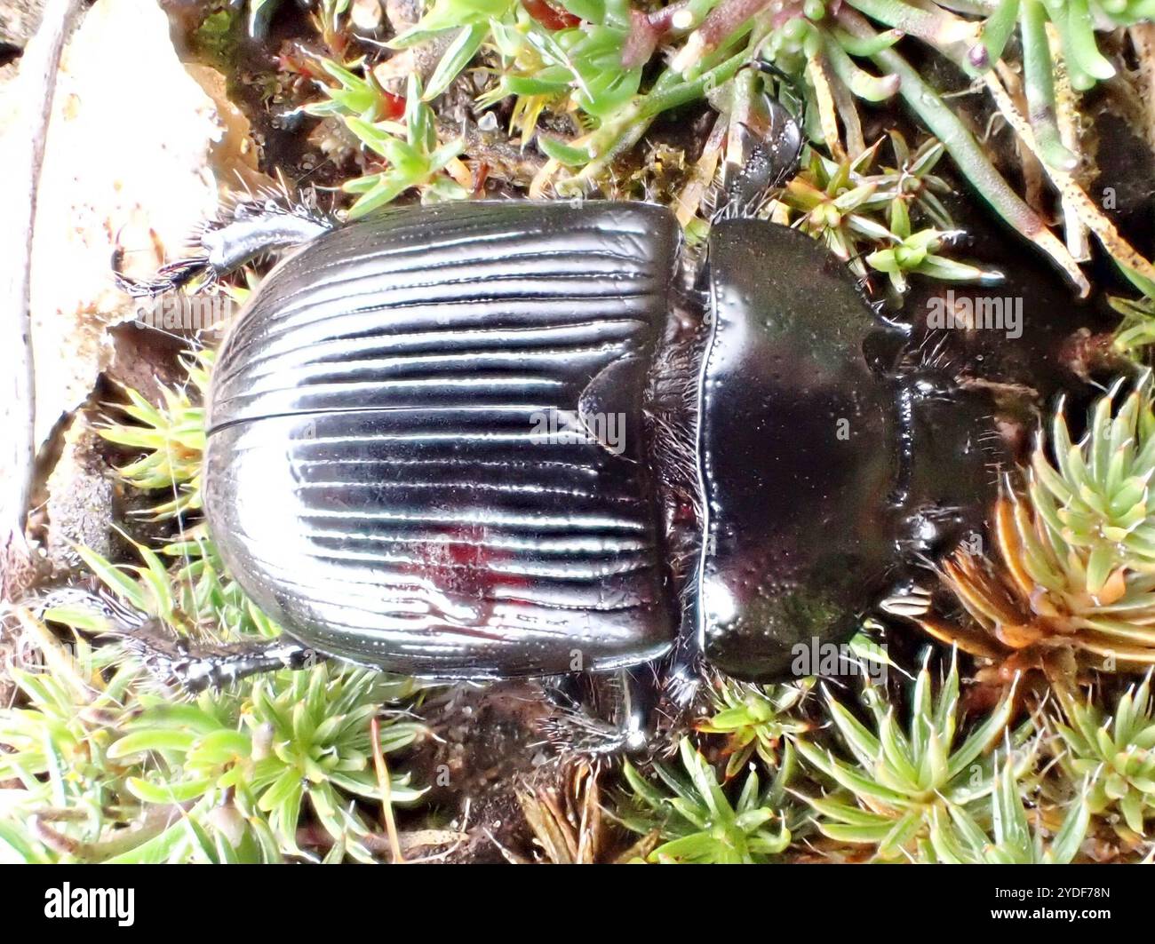 Minotaur Beetle (Typhaeus typhoeus Stock Photo - Alamy