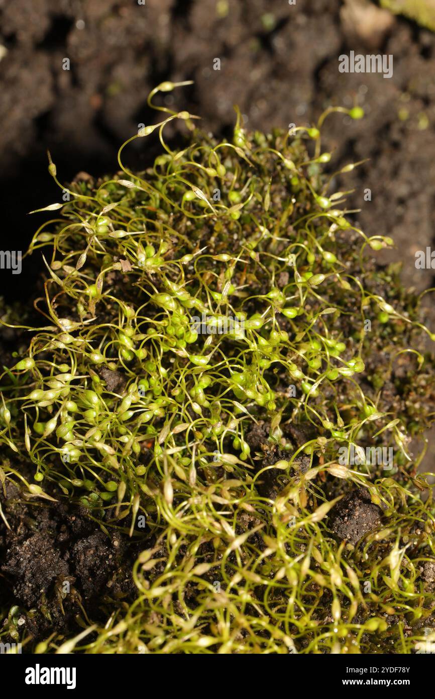 Bonfire moss (Funaria hygrometrica Stock Photo - Alamy