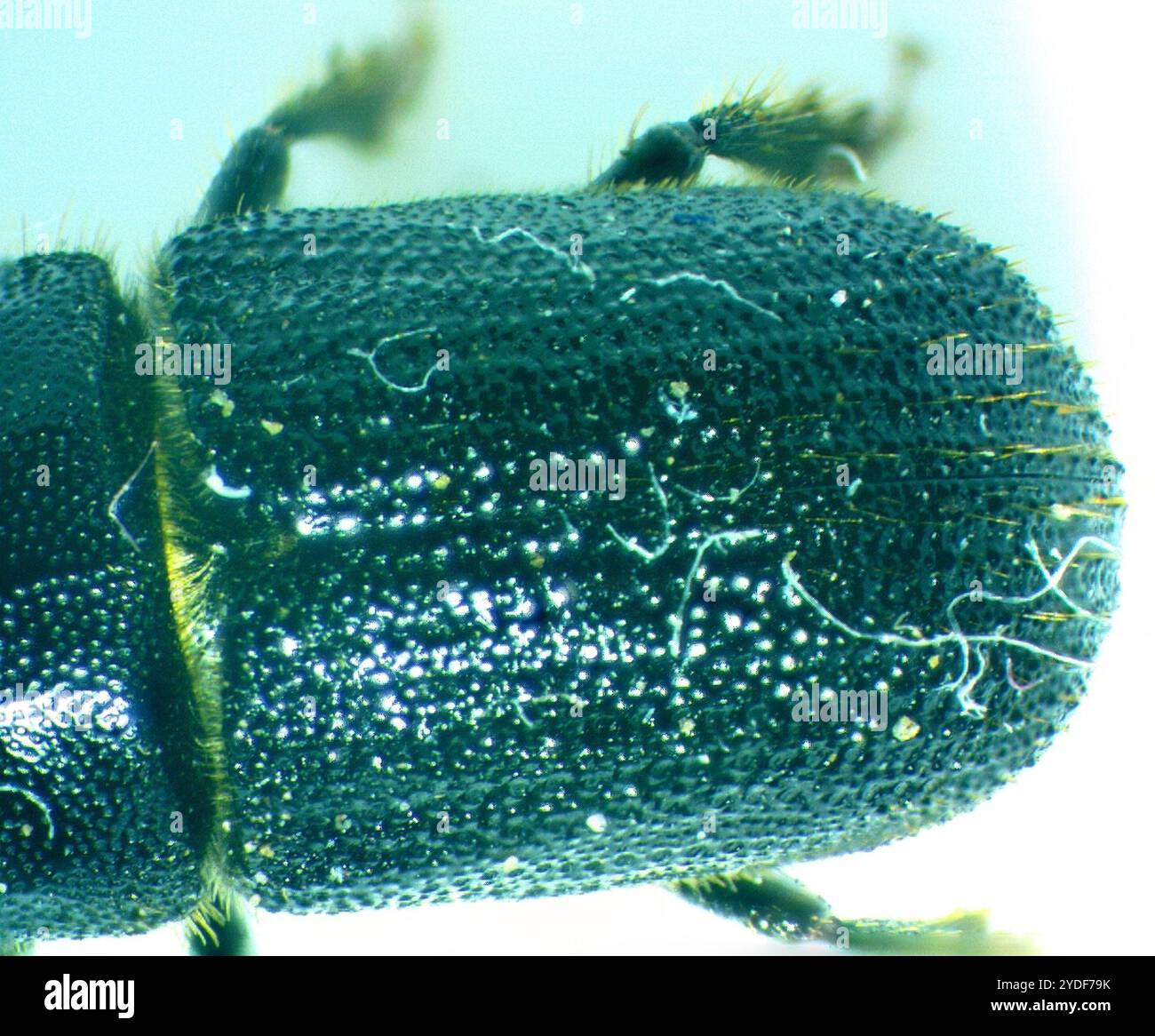 Dendroctonus terebrans hi-res stock photography and images - Alamy