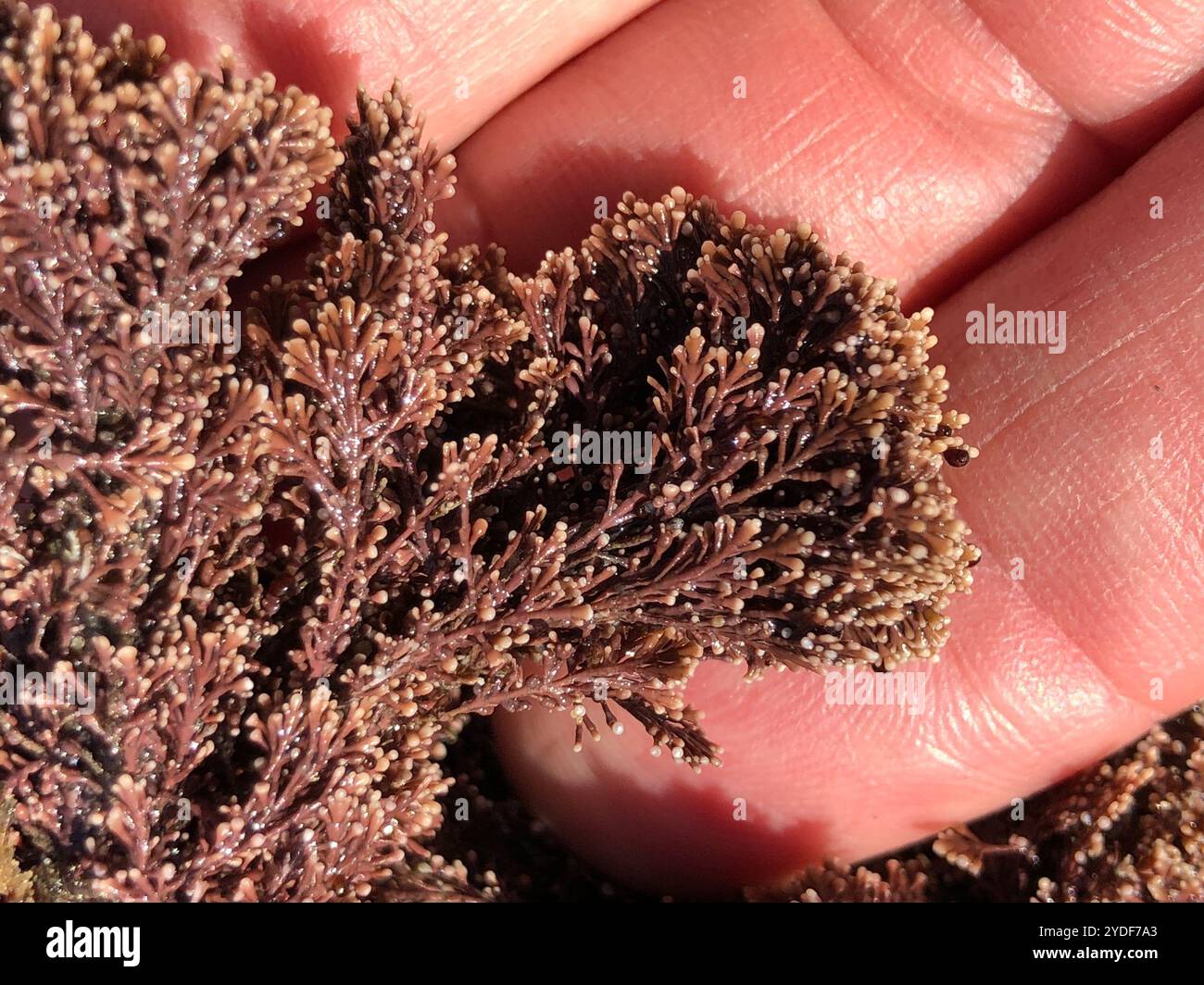 coralline algae (Corallinaceae Stock Photo - Alamy