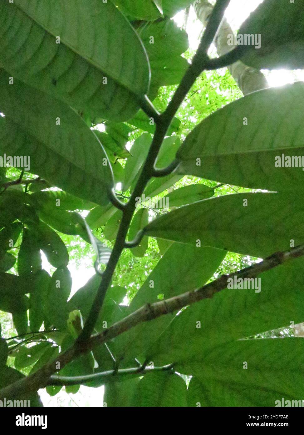 Monodora myristica hi-res stock photography and images - Alamy