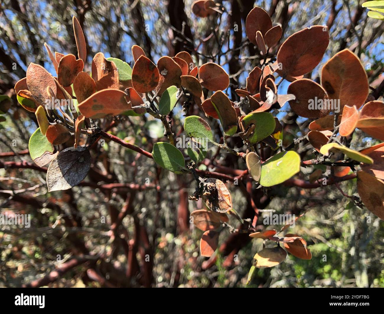Common Manzanita (Arctostaphylos manzanita Stock Photo - Alamy