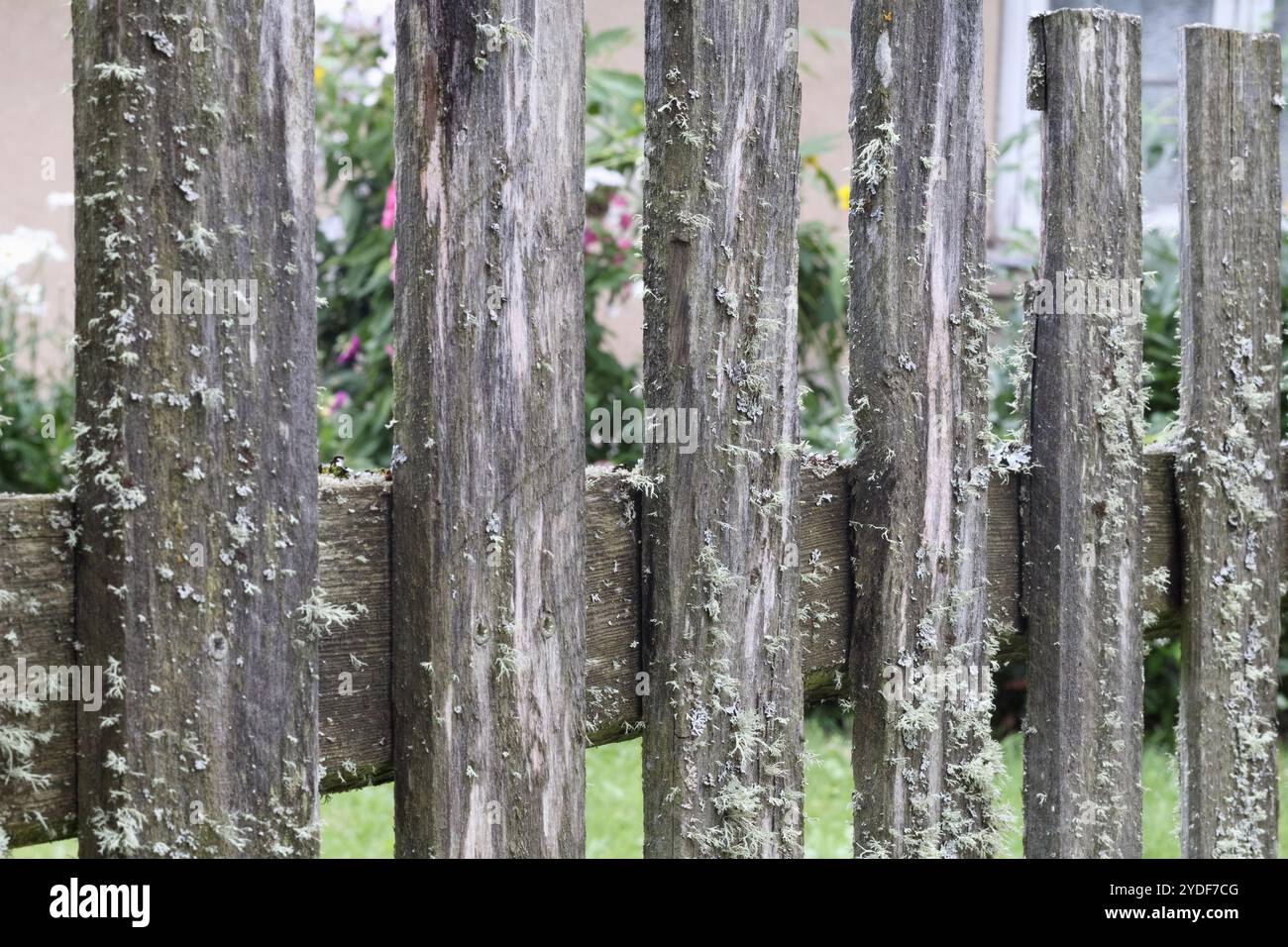 Aspen tree wooden fence hi-res stock photography and images - Alamy