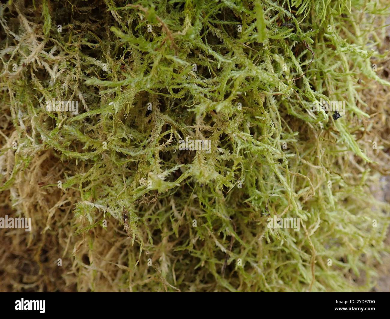 Douglas' Neckera Moss (Neckera douglasii Stock Photo - Alamy