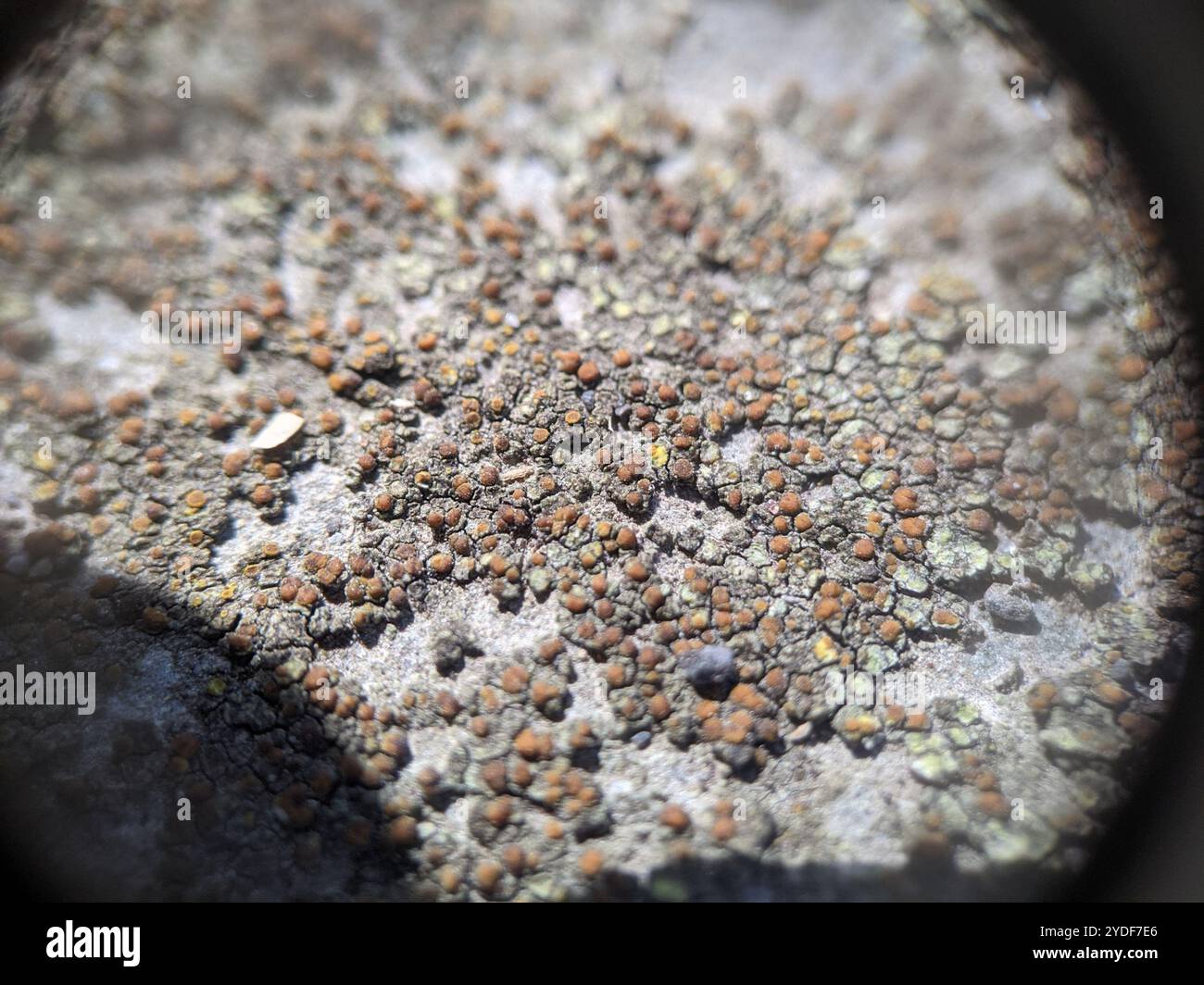 Sulphur Firedot (Gyalolechia flavovirescens Stock Photo - Alamy