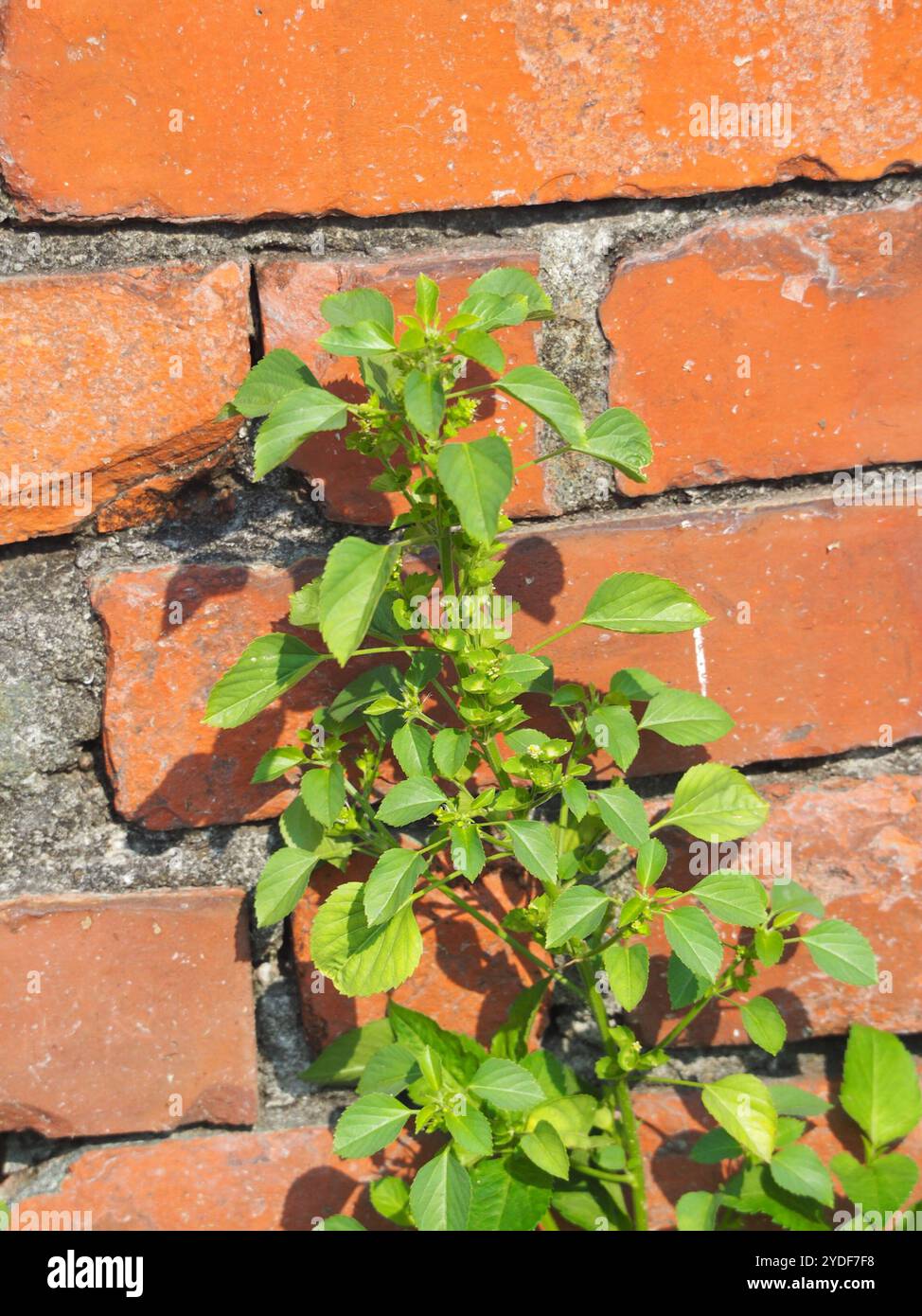 Indian Acalypha (Acalypha indica Stock Photo - Alamy