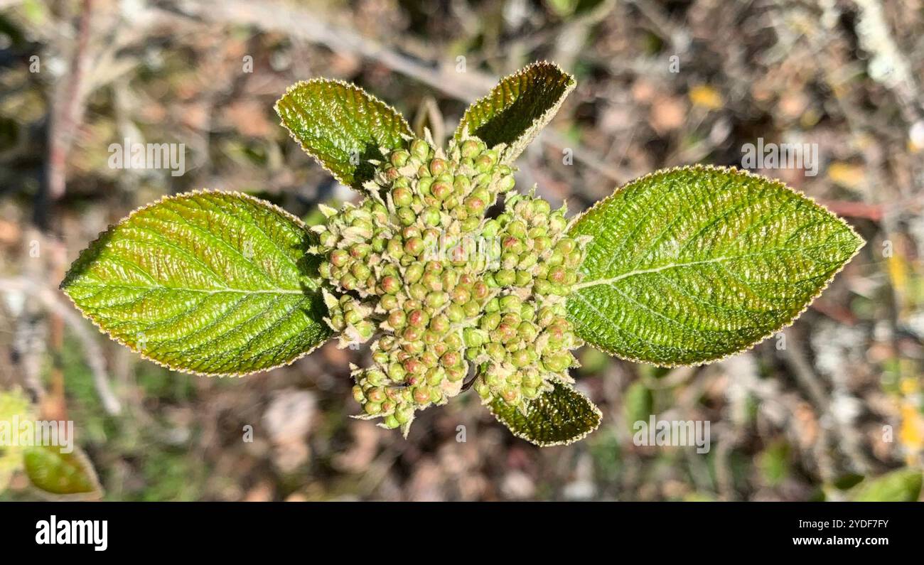 Wayfaring-tree (Viburnum lantana Stock Photo - Alamy
