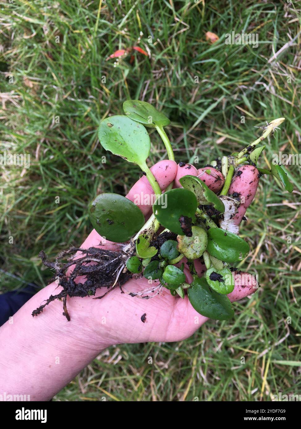 Amazon Frogbit (Limnobium laevigatum Stock Photo - Alamy
