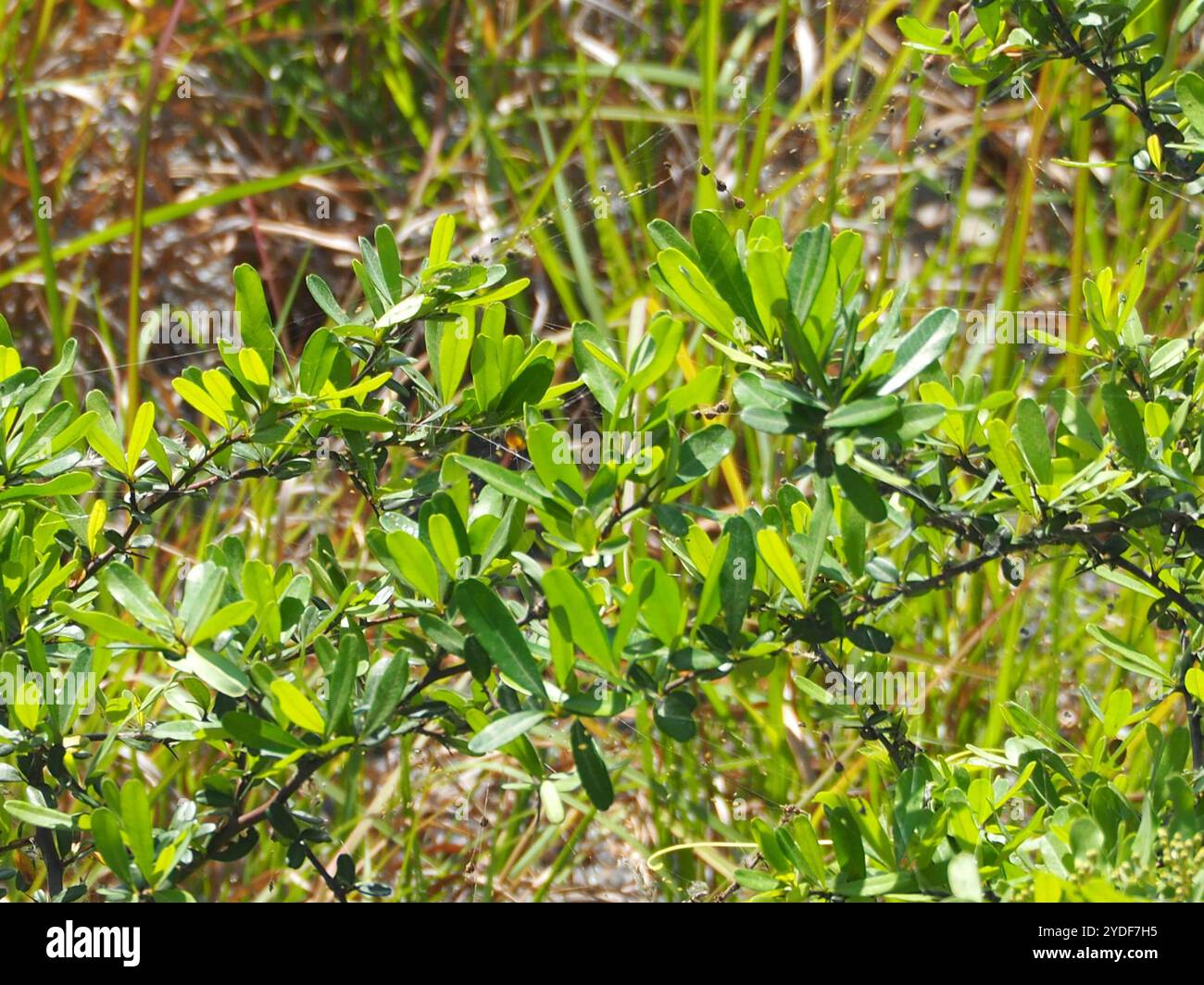 Taiwan Firethorn (Pyracantha koidzumii Stock Photo - Alamy