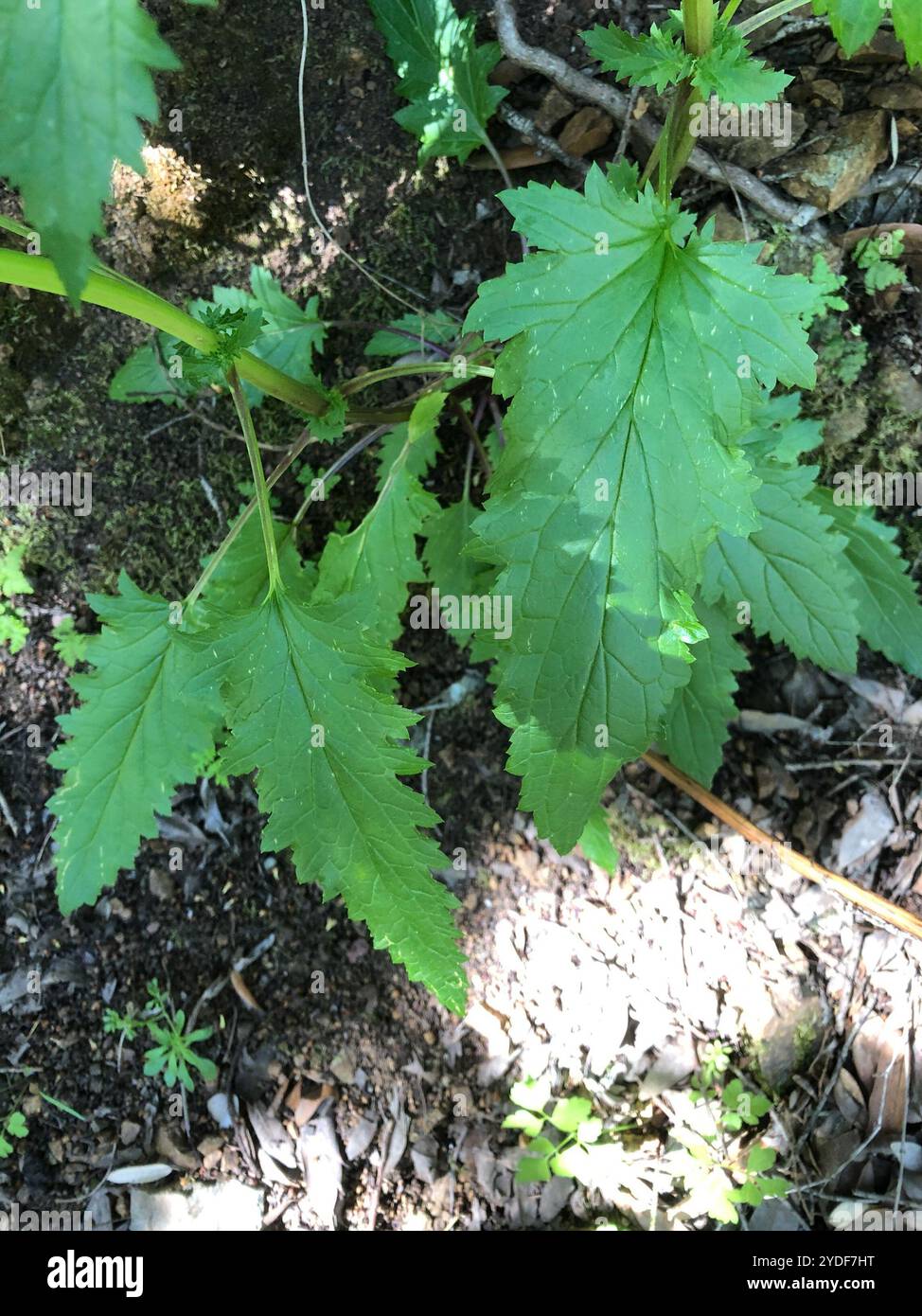 California beeplant (Scrophularia californica Stock Photo - Alamy