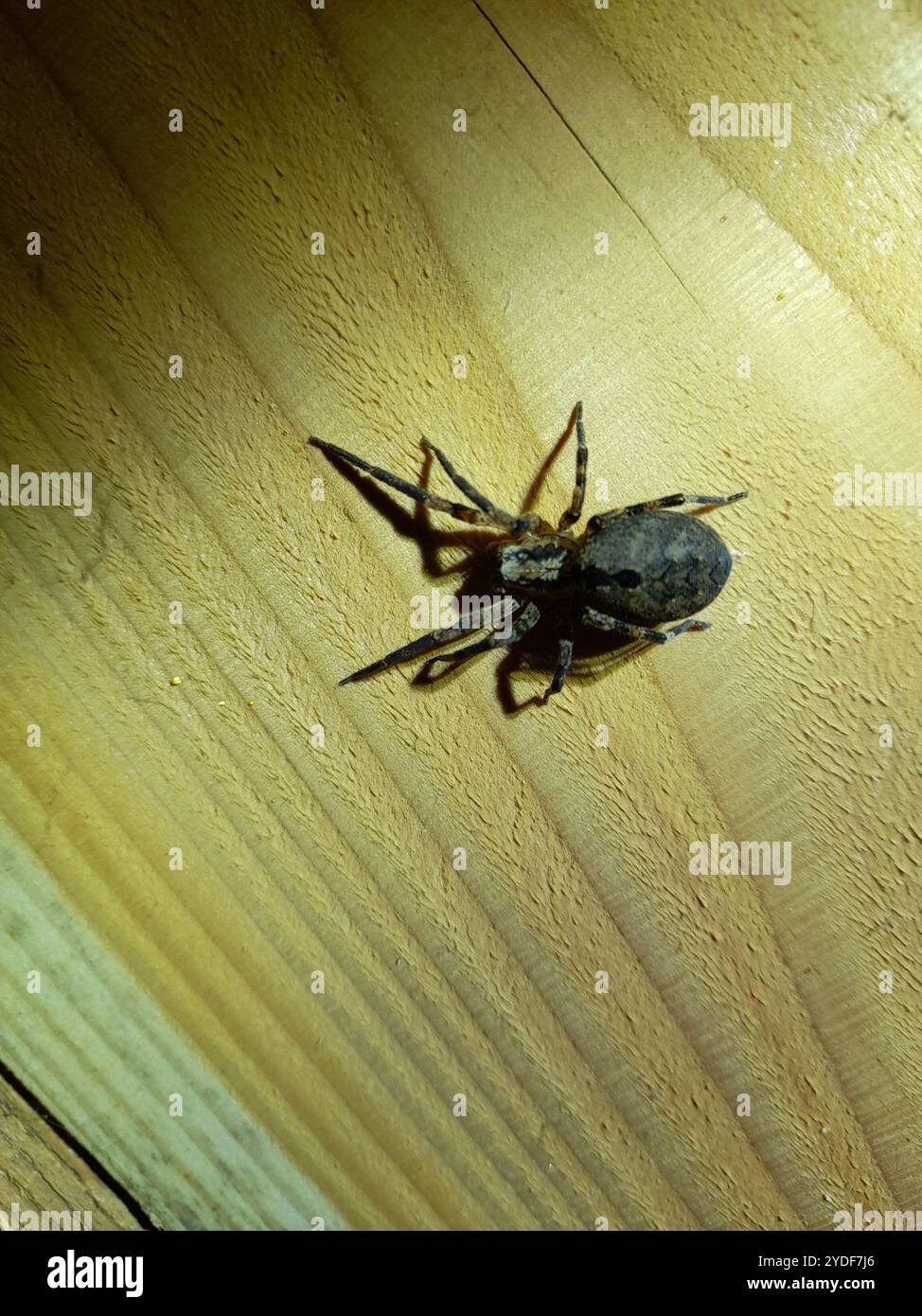 Mediterranean Spiny False Wolf Spider (Zoropsis spinimana Stock Photo ...