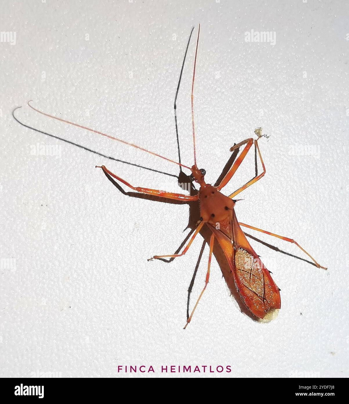 Heza hi-res stock photography and images - Alamy