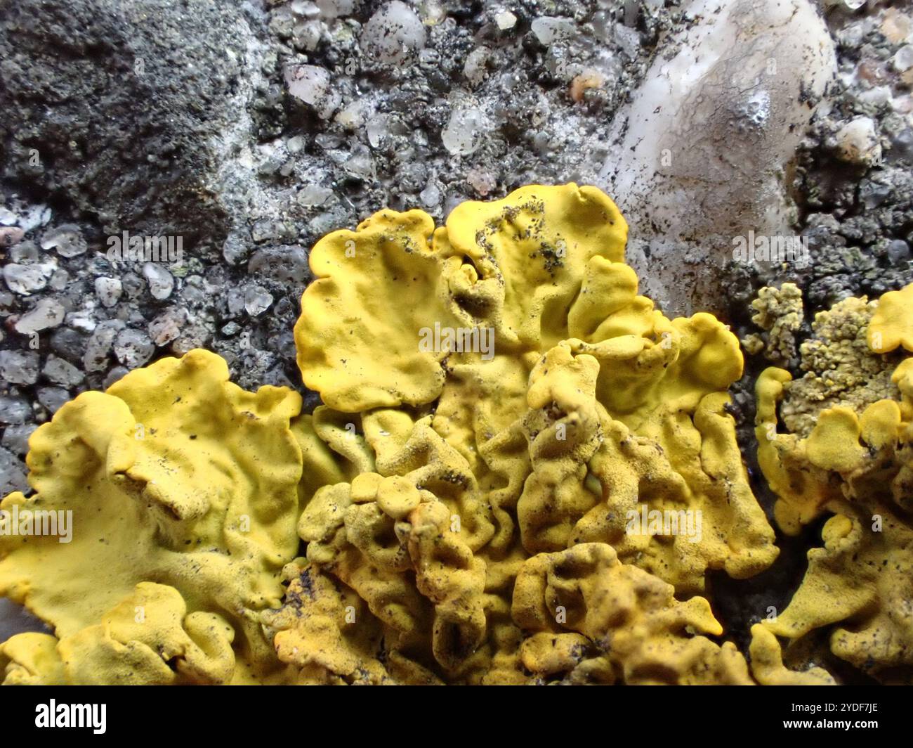 Xanthoria calcicola hi-res stock photography and images - Alamy