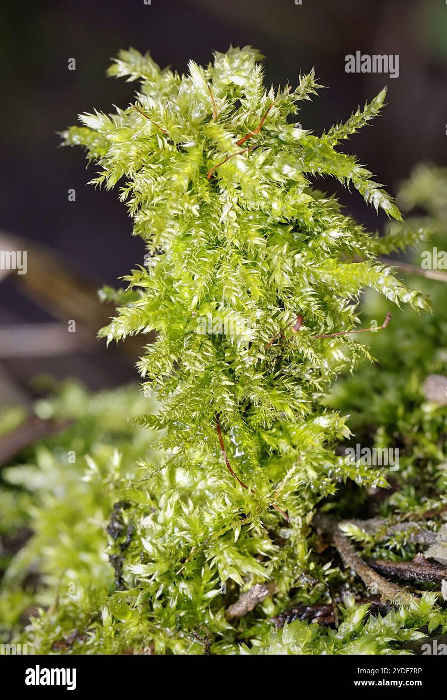 Rough stalked feather moss brachythecium rutabulum hi-res stock ...