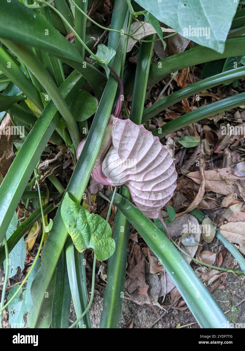 pelican flower (Aristolochia grandiflora Stock Photo - Alamy
