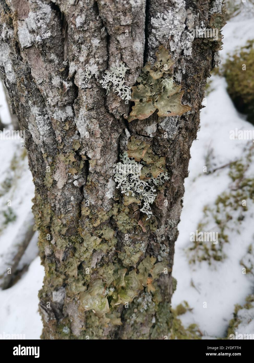 Tree Lungwort (Lobaria pulmonaria Stock Photo - Alamy
