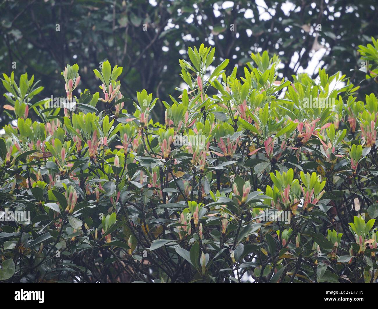 Machilus thunbergii hi-res stock photography and images - Alamy