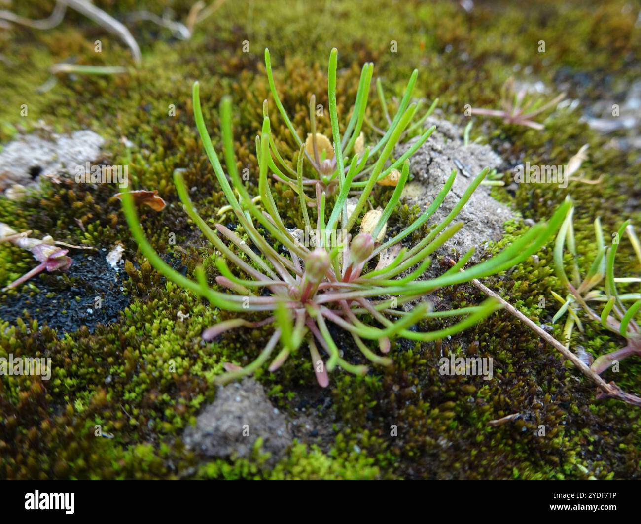 Tiny Mousetail (Myosurus minimus Stock Photo - Alamy