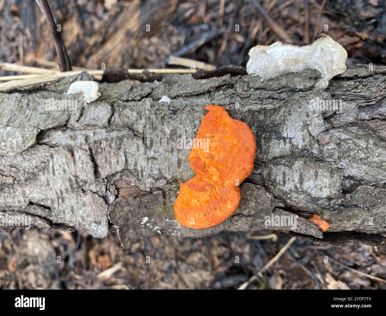 Northern Cinnabar Polypore (Trametes cinnabarina Stock Photo - Alamy