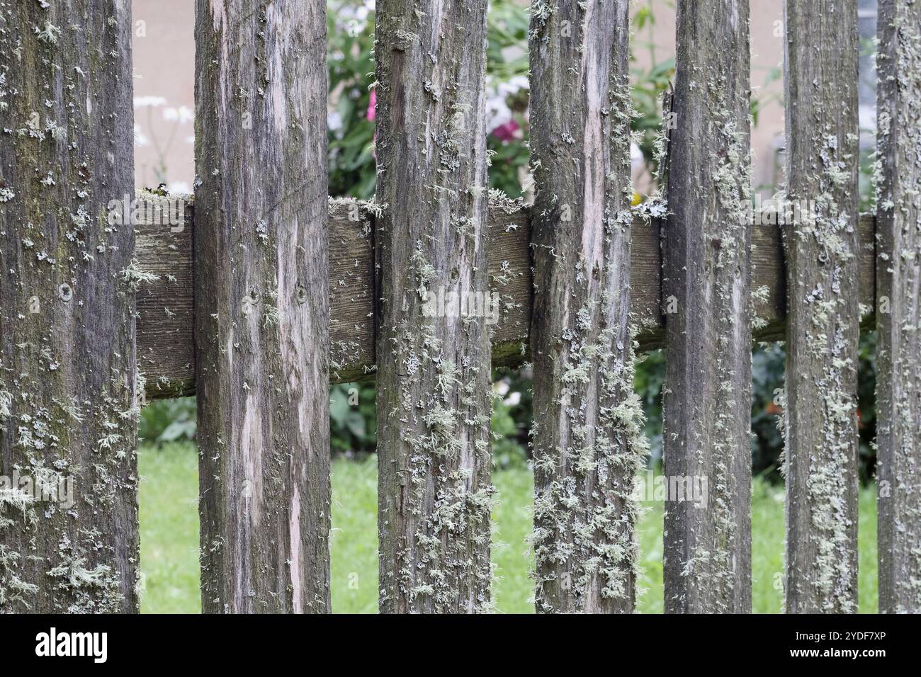 Old fence overgrown with moss hi-res stock photography and images - Alamy
