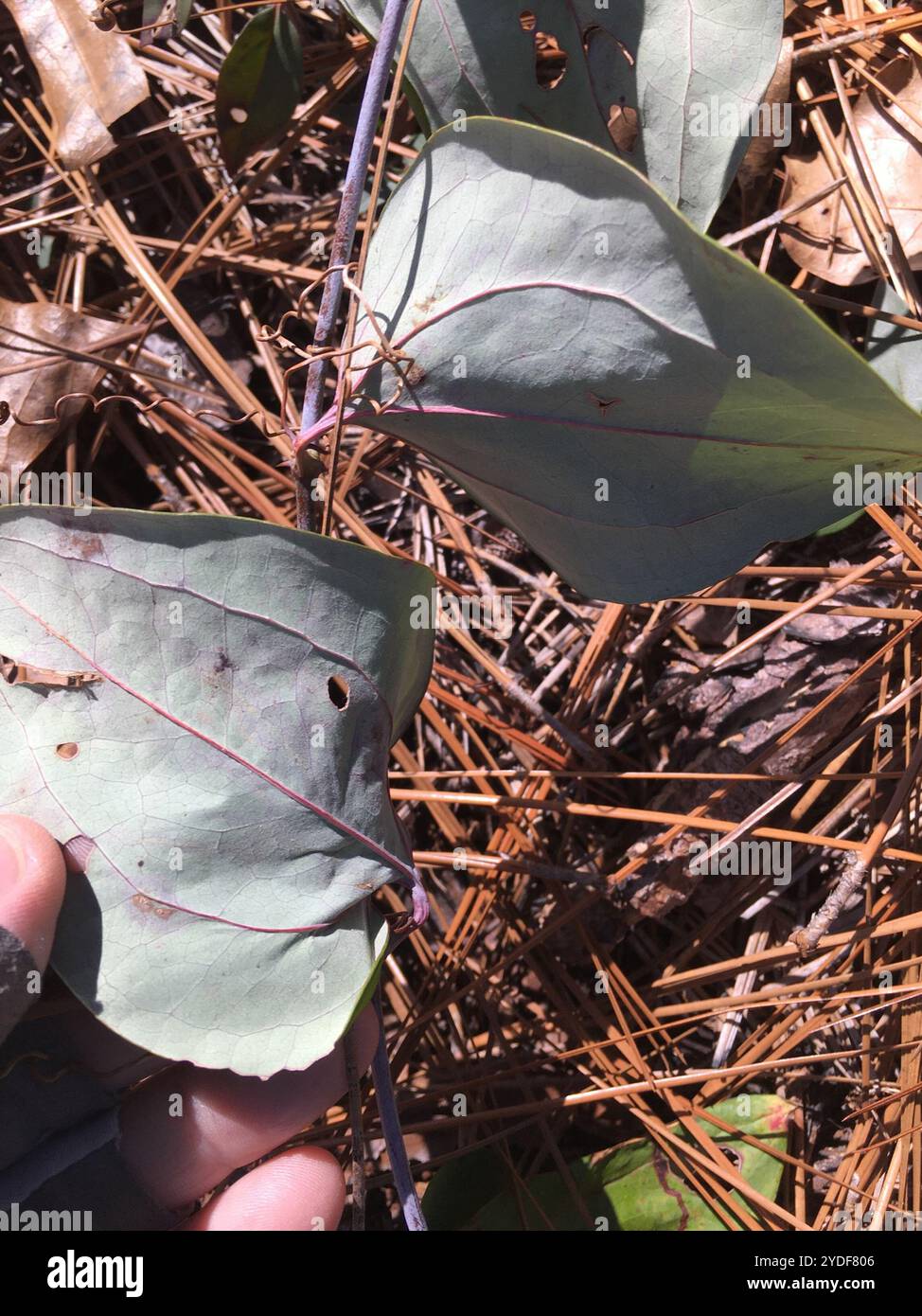 sawbrier (Smilax glauca Stock Photo - Alamy