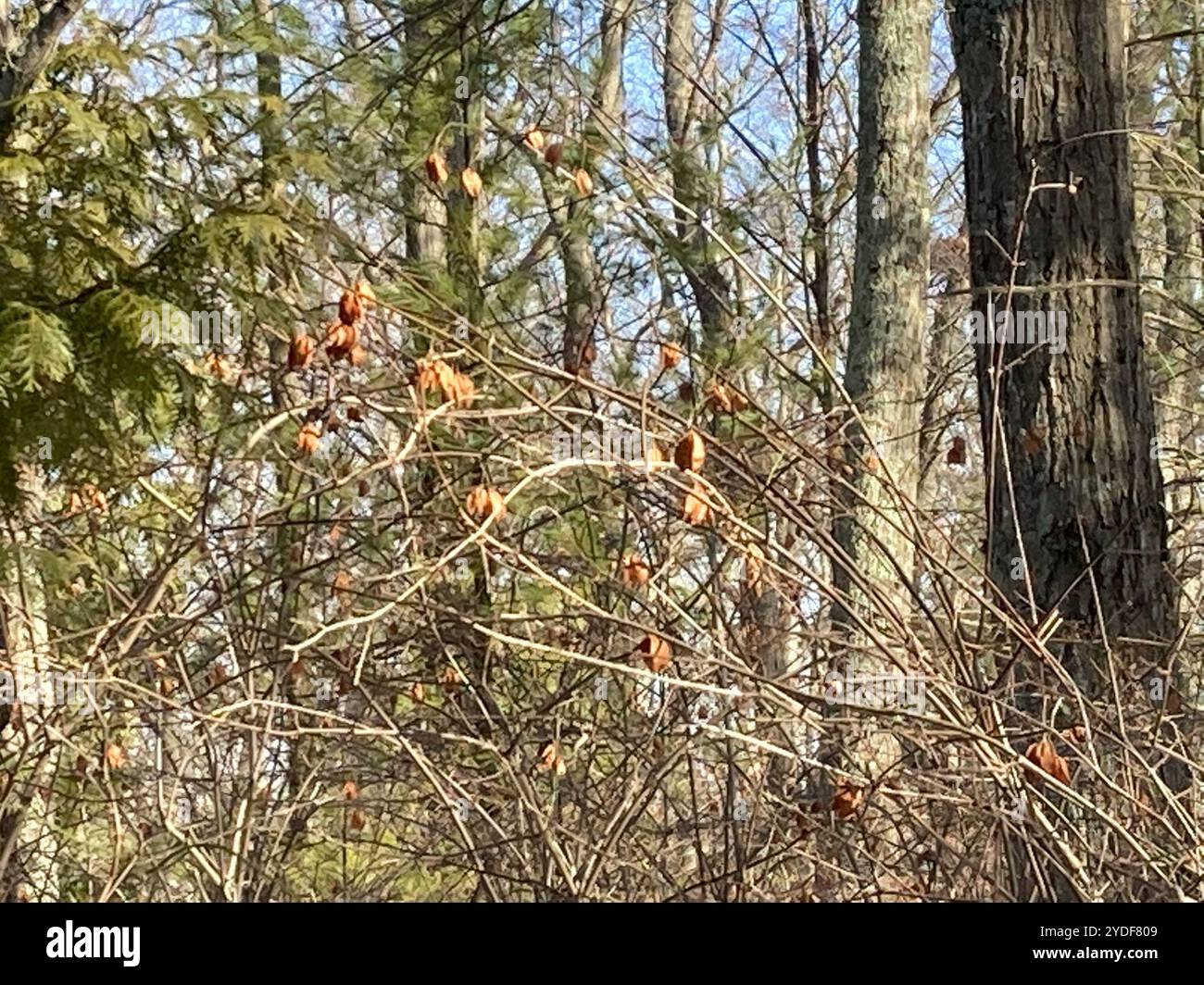 American bladdernut (Staphylea trifolia Stock Photo - Alamy
