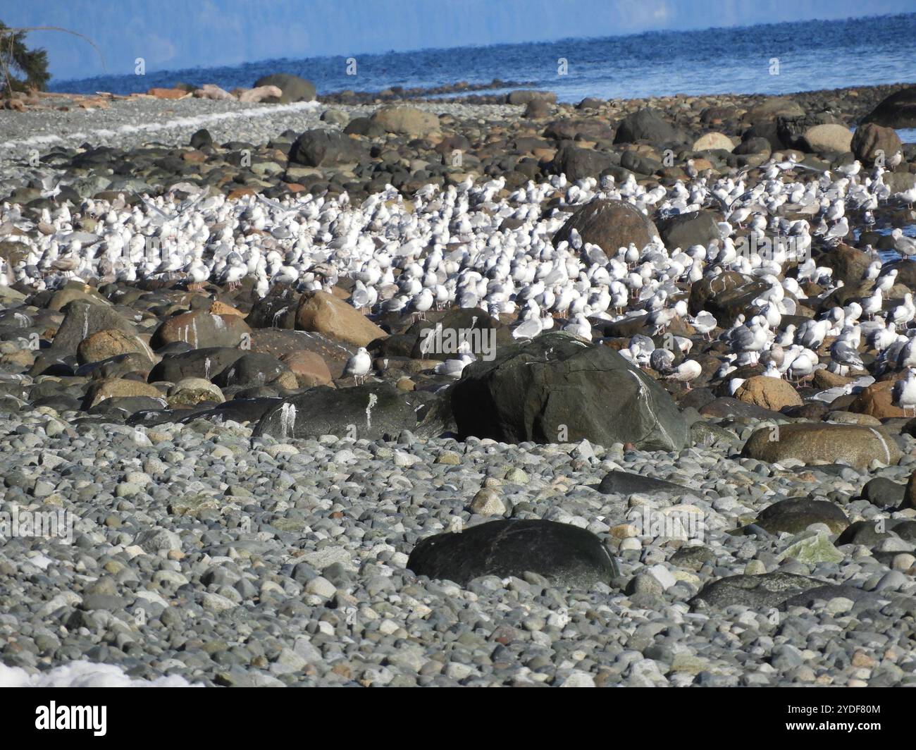 Large White-headed Gulls (Larus Stock Photo - Alamy