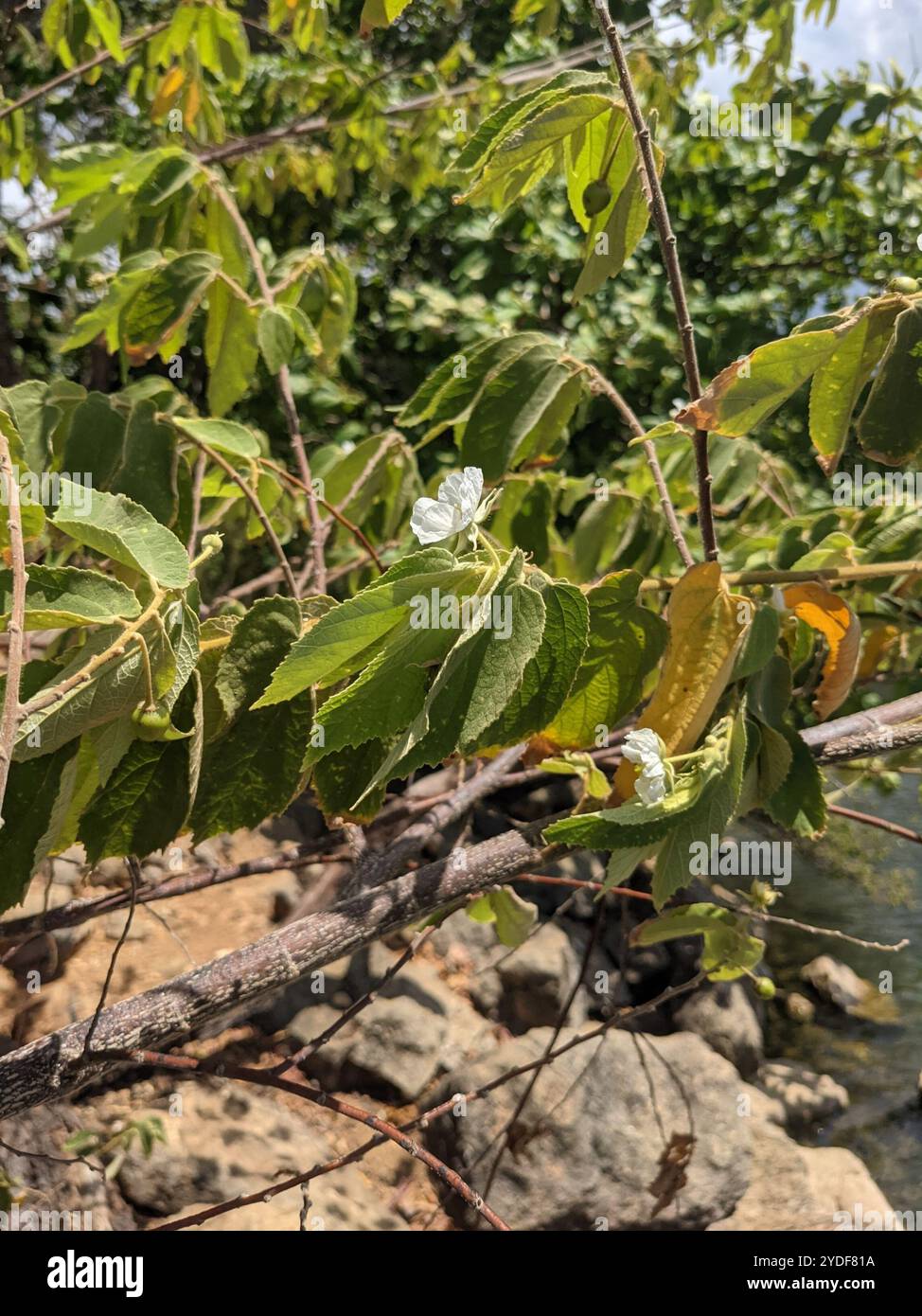 calabur tree (Muntingia calabura Stock Photo - Alamy