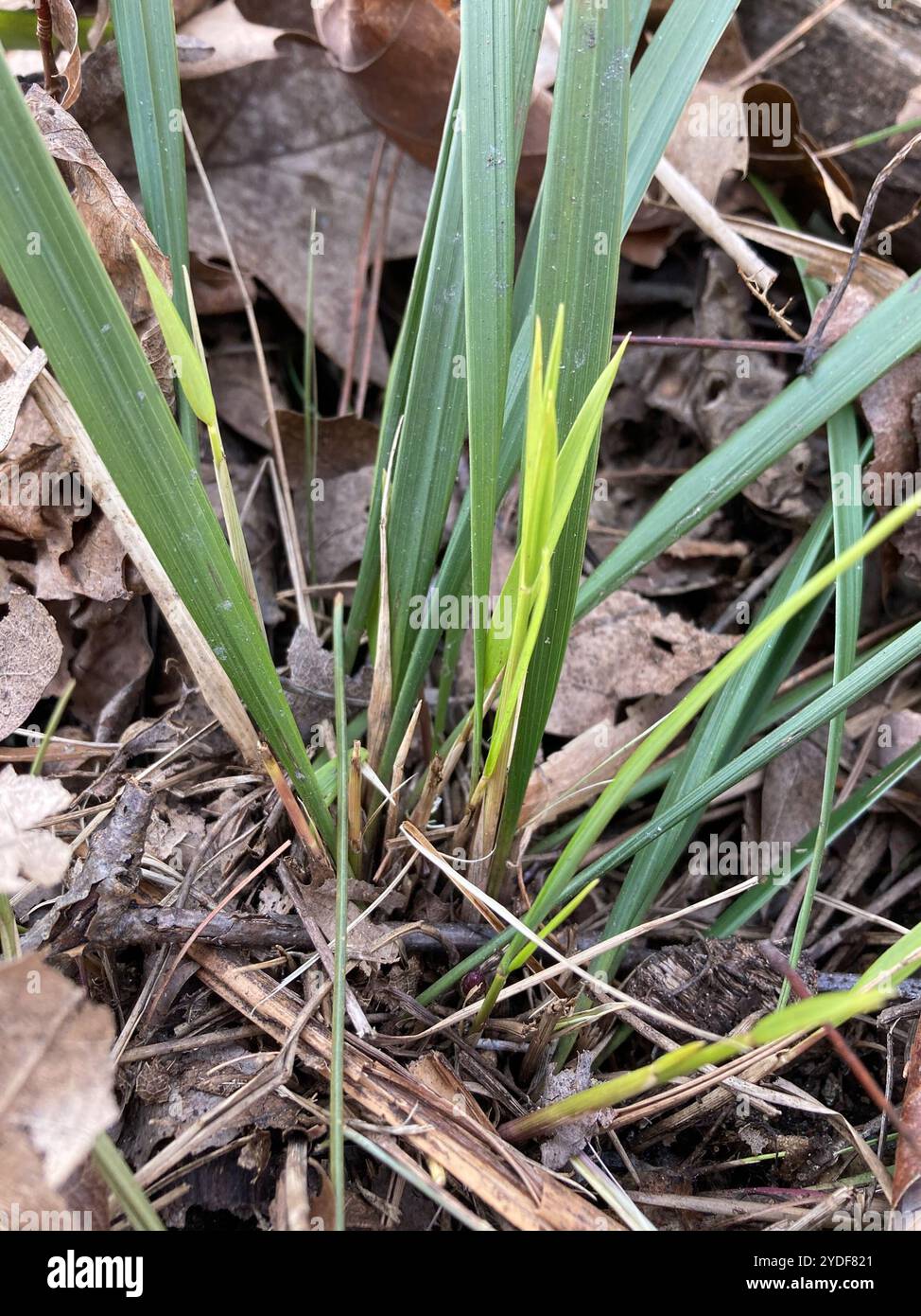 White-grained Mountain-ricegrass (Oryzopsis asperifolia Stock Photo - Alamy