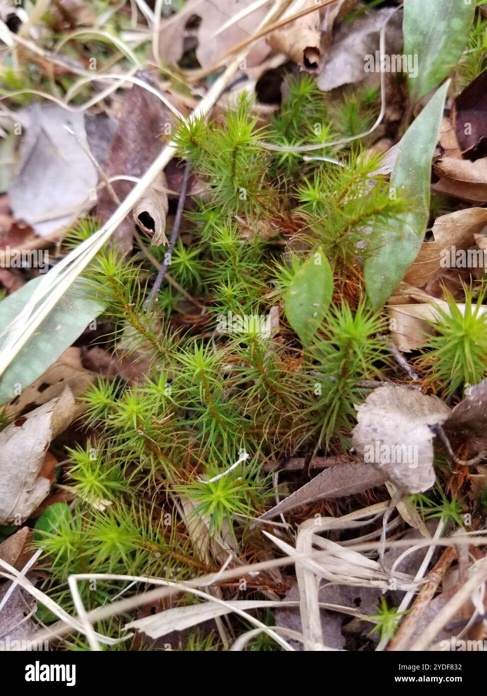 Common Haircap Moss (Polytrichum commune Stock Photo - Alamy