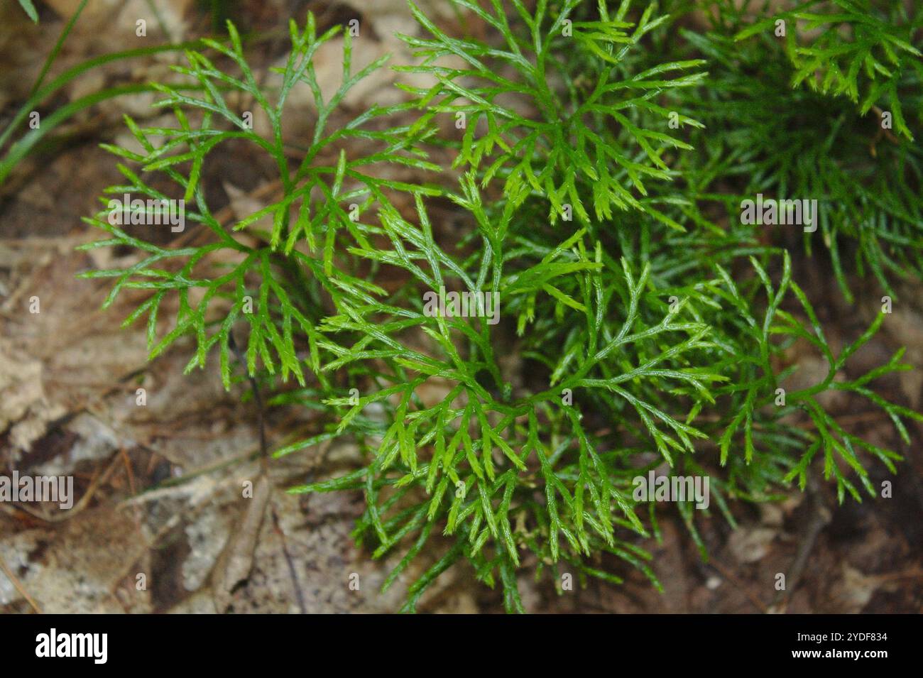 Northern ground cedar hi-res stock photography and images - Alamy