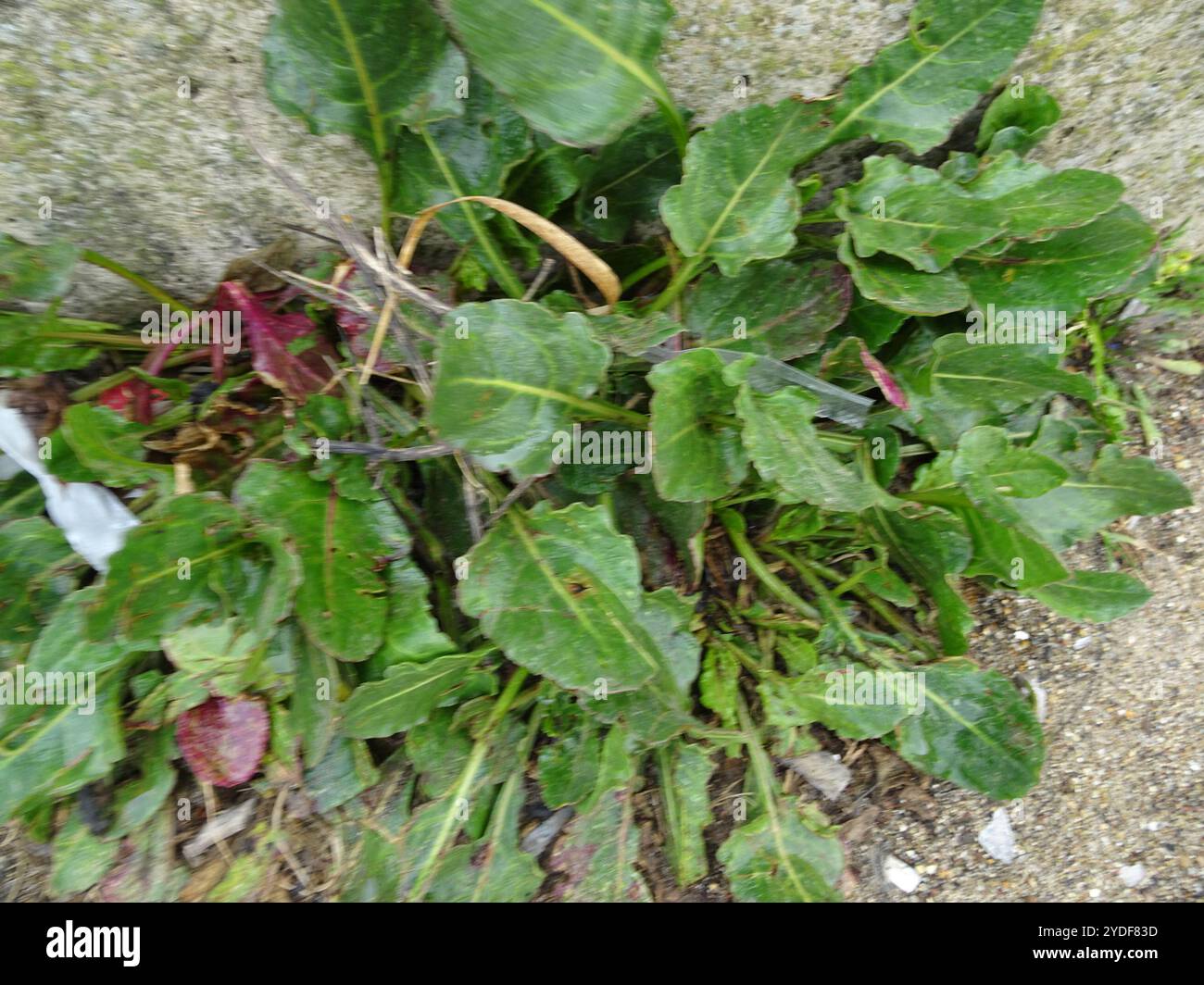 sea beet (Beta vulgaris maritima Stock Photo - Alamy