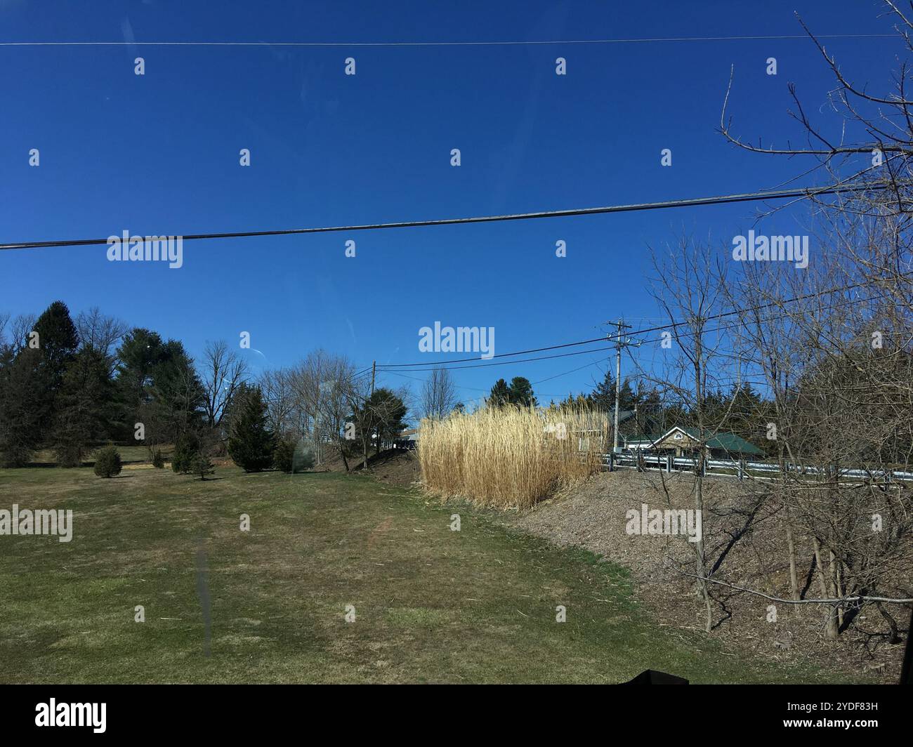 ravenna grass (Tripidium ravennae Stock Photo - Alamy