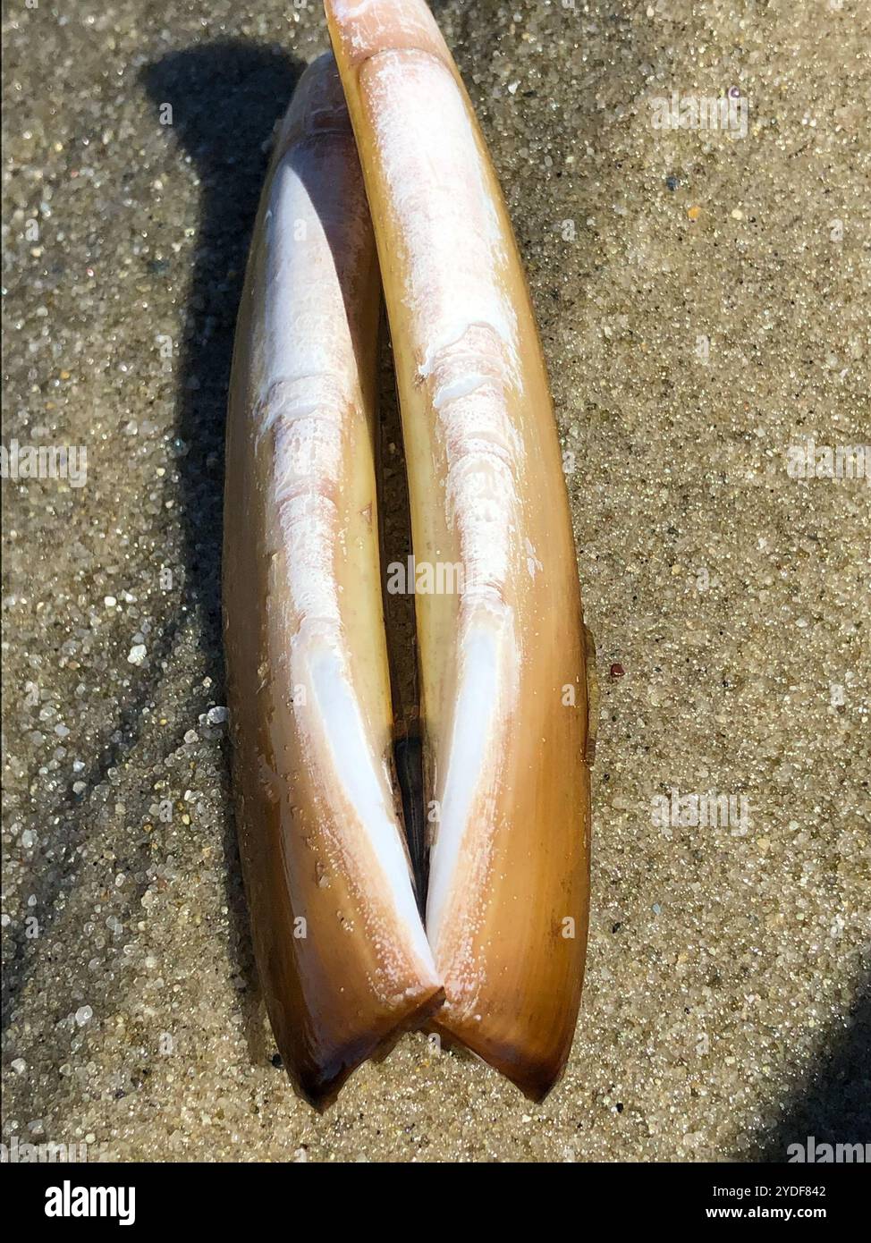 Ensis leei hi-res stock photography and images - Alamy