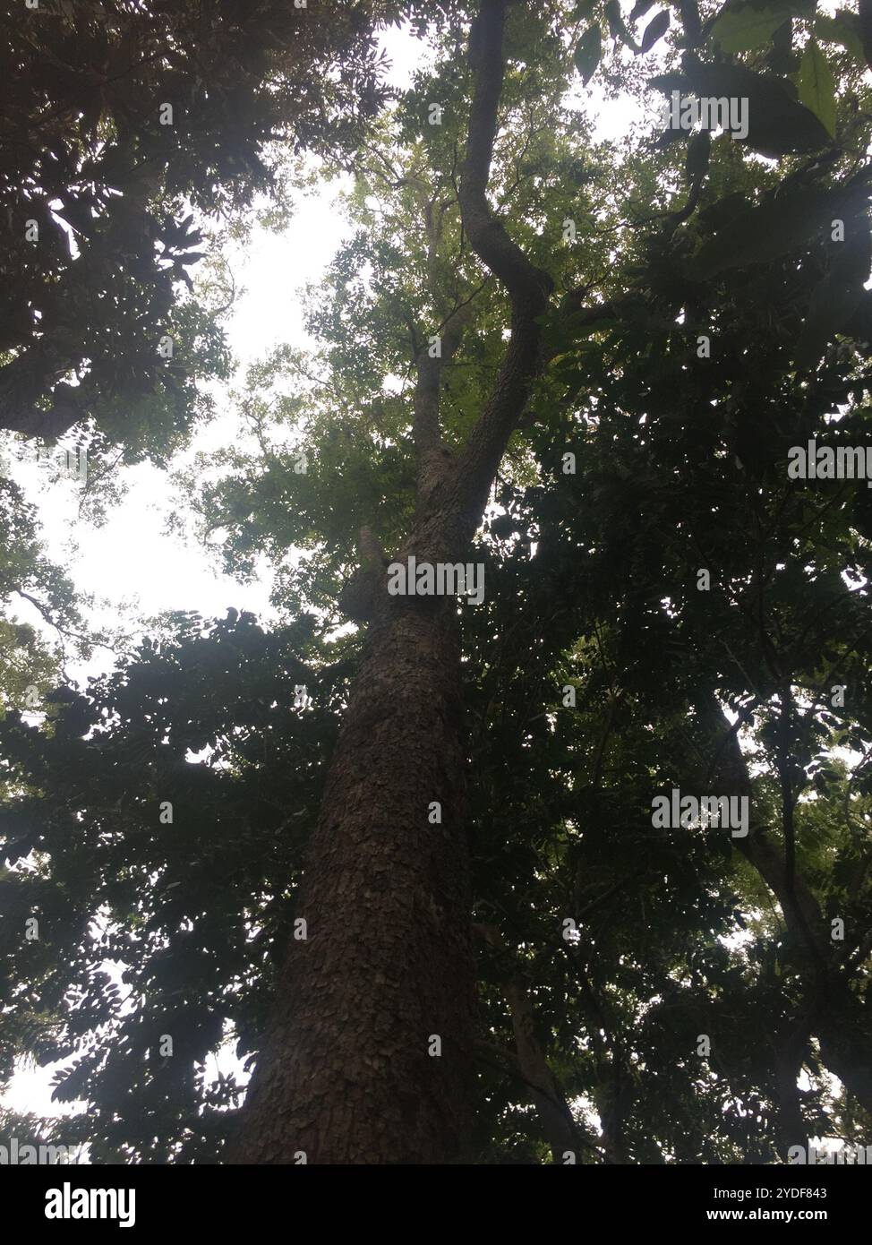 Australian Red Cedar (Toona ciliata Stock Photo - Alamy