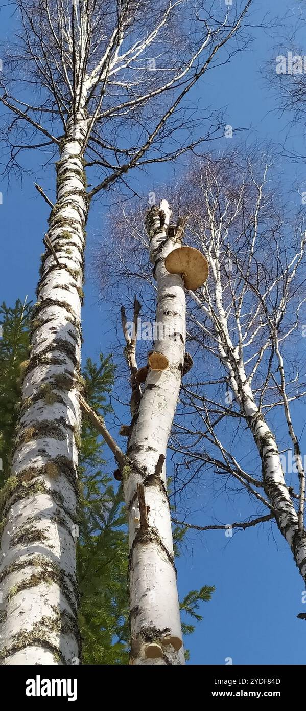birch polypore (Fomitopsis betulina Stock Photo - Alamy