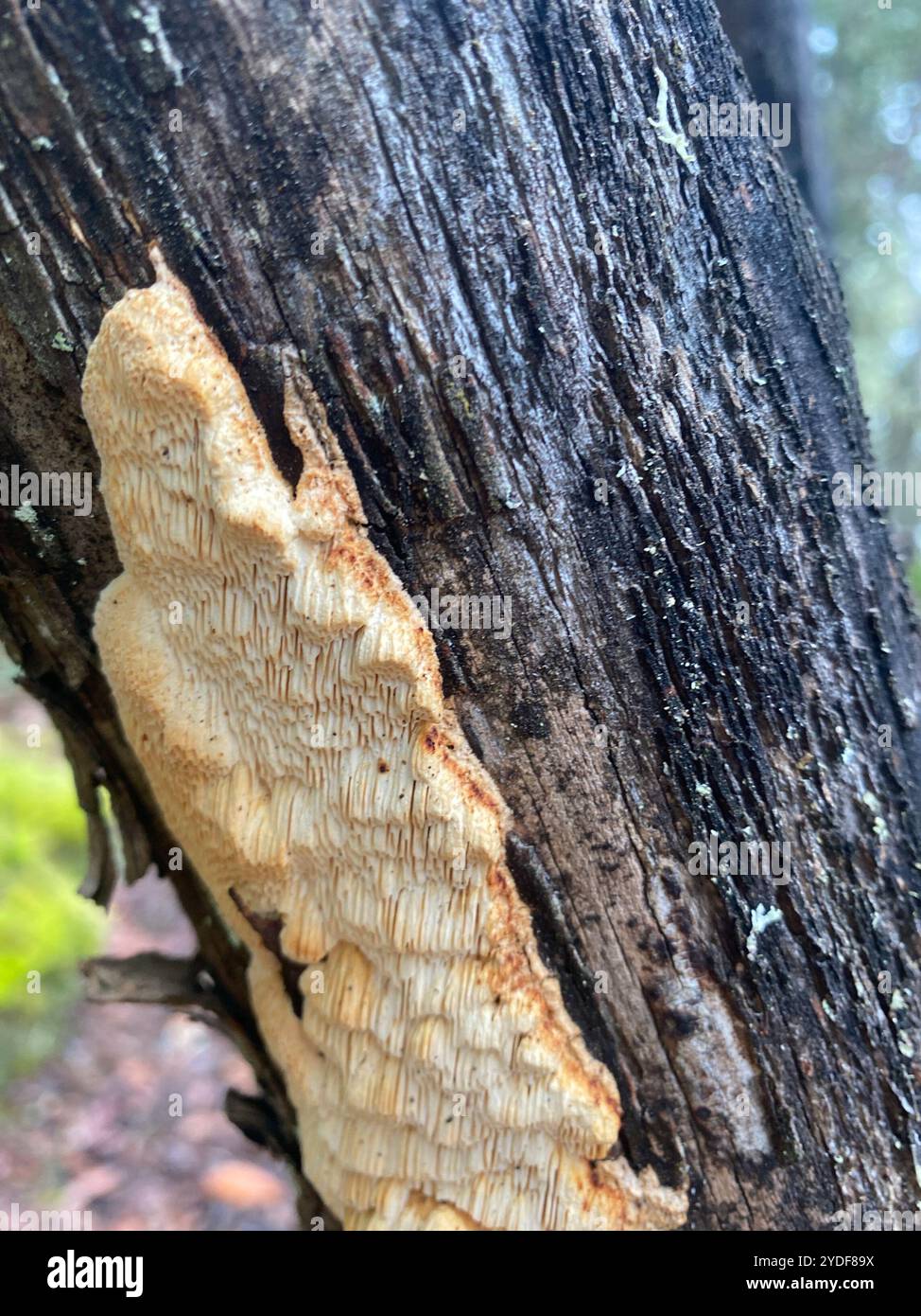 Milk-white Toothed Polypore (Irpex lacteus Stock Photo - Alamy