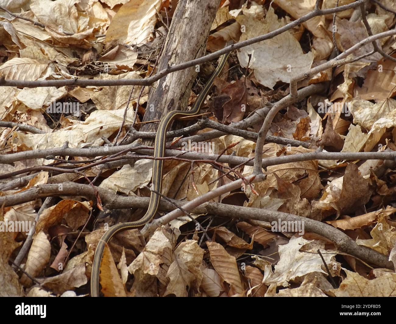 Northern Ribbon Snake (Thamnophis saurita septentrionalis Stock Photo ...