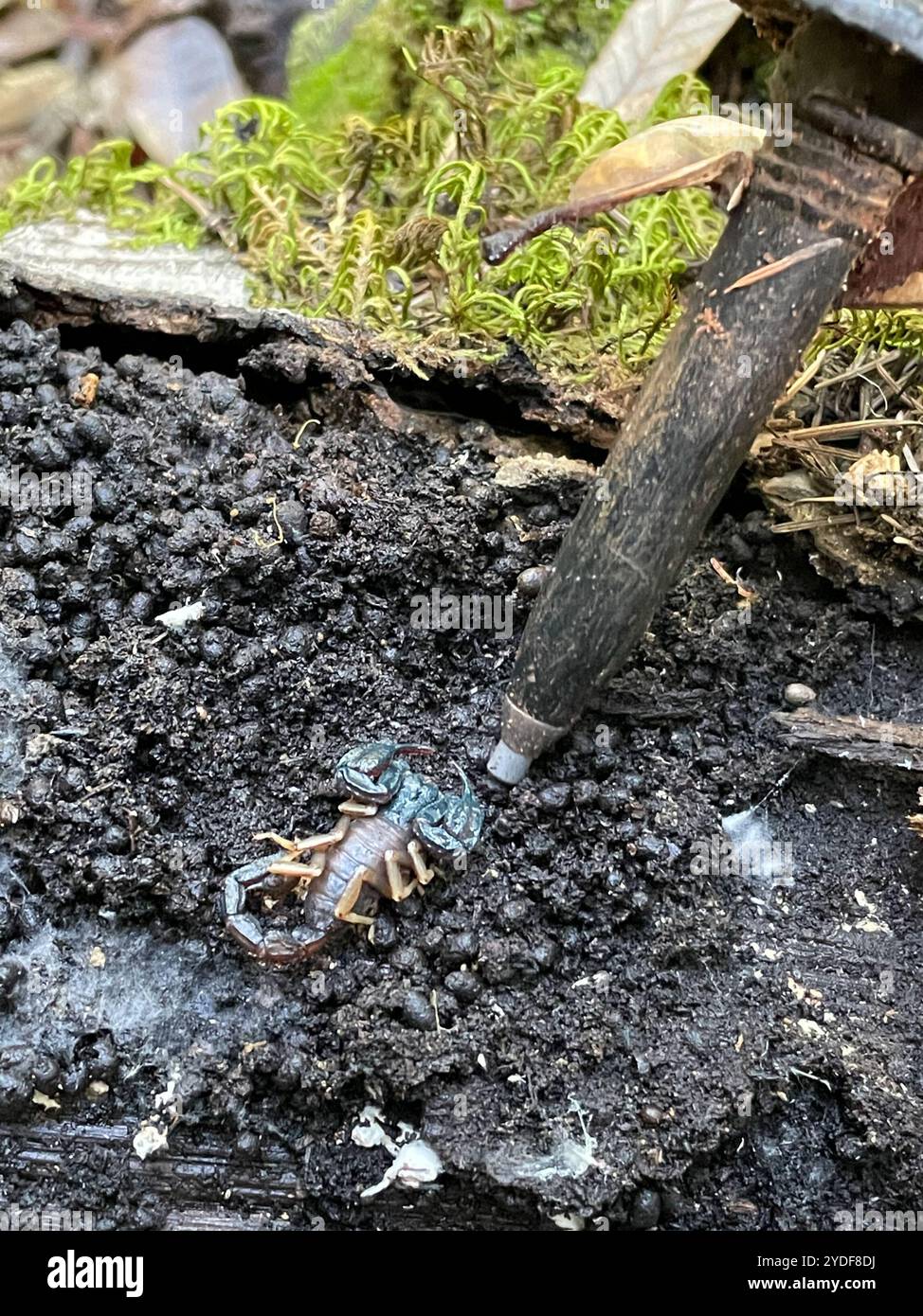 Uroctonus hi-res stock photography and images - Alamy