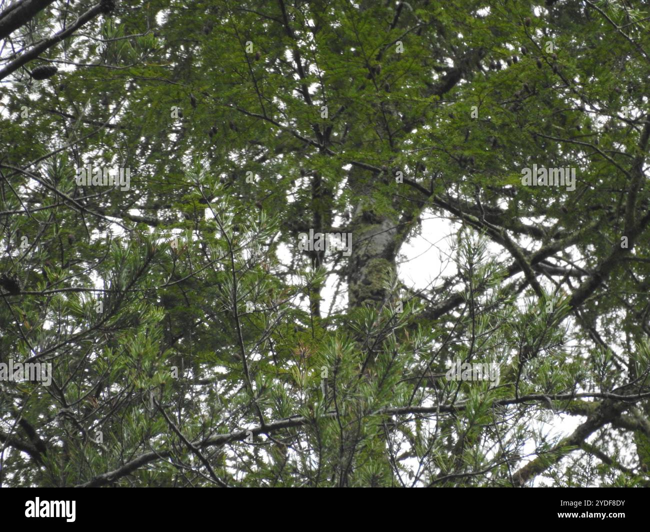 red spruce (Picea rubens Stock Photo - Alamy