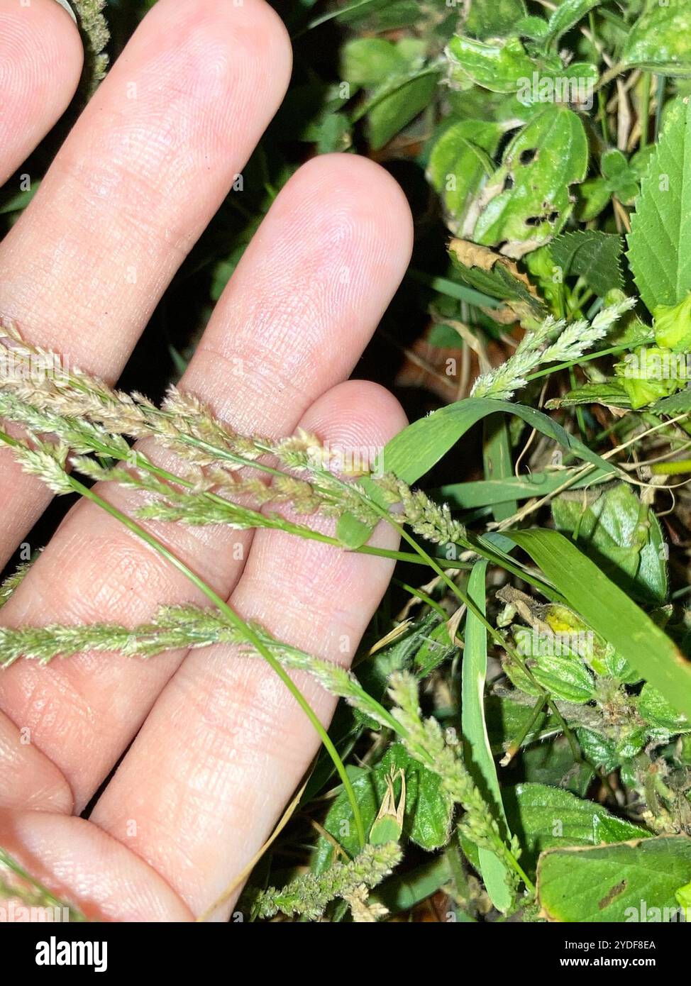 Gophertail Lovegrass (Eragrostis ciliaris Stock Photo - Alamy